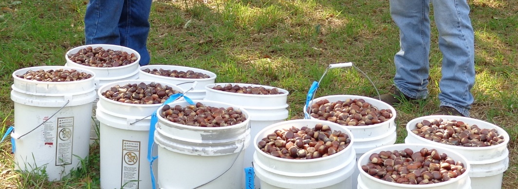 Chestnut Resources – Northern Nut Growers Association