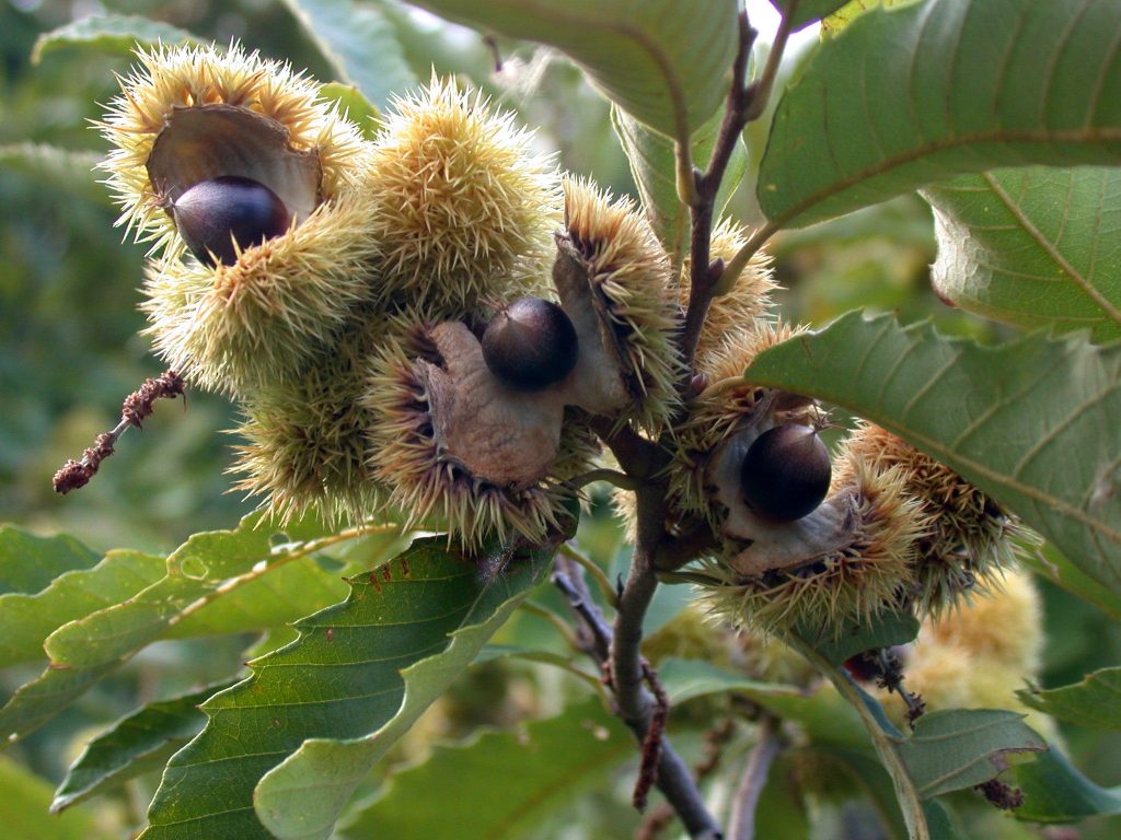 Chestnut Resources – Northern Nut Growers Association