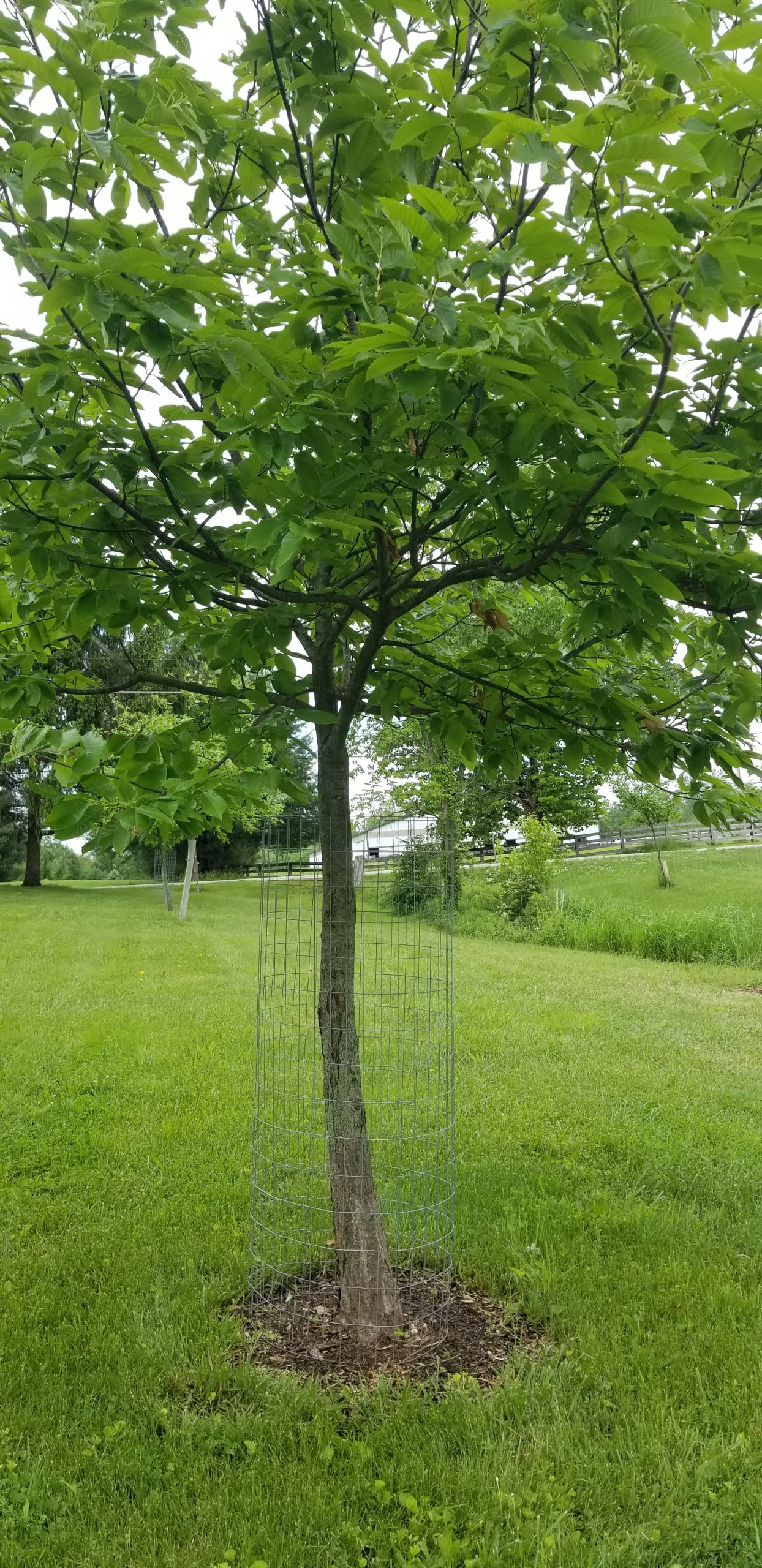 Chestnut Resources – Northern Nut Growers Association