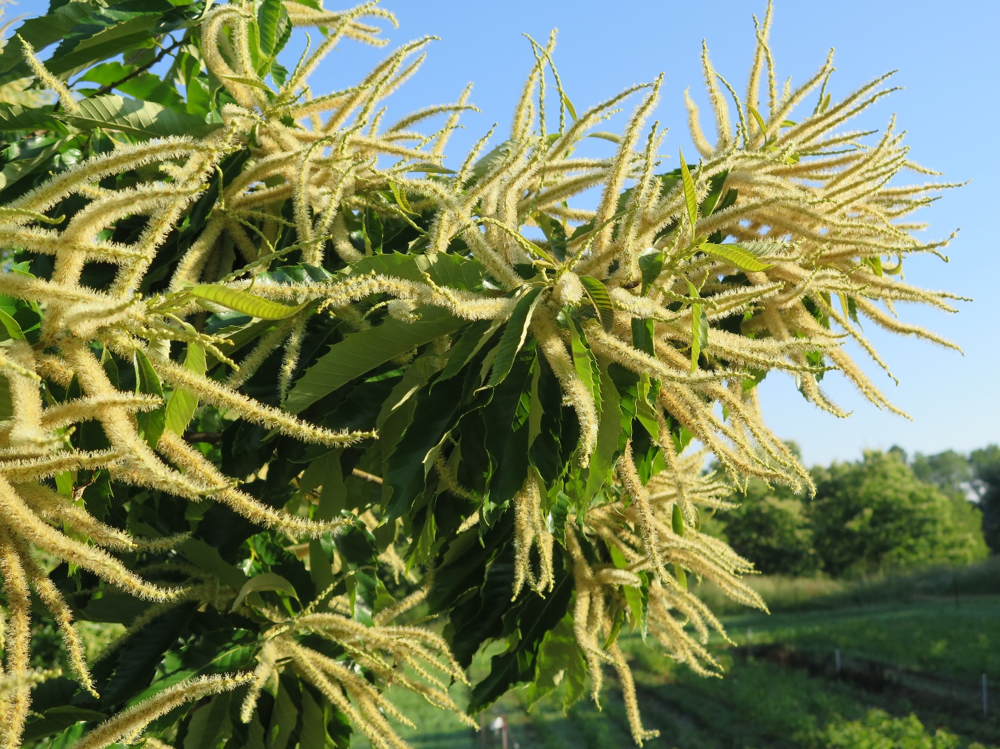 Chestnut Resources – Northern Nut Growers Association