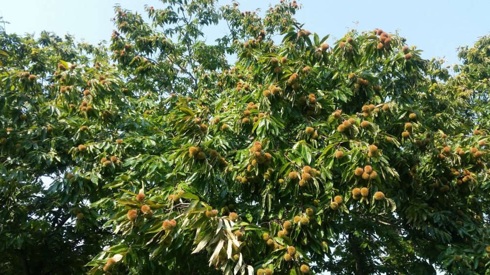 Chestnut Resources – Northern Nut Growers Association