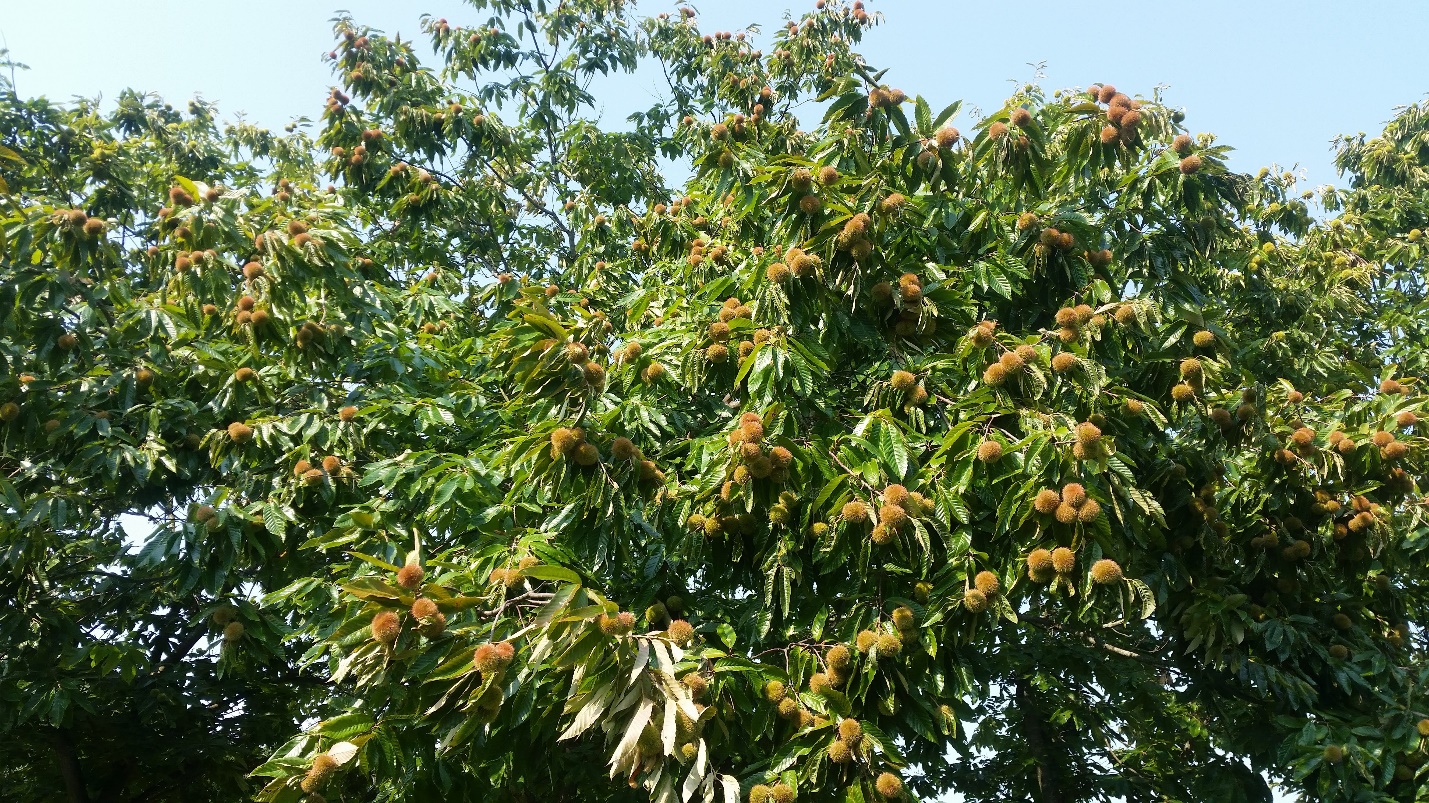 Chestnut Resources – Northern Nut Growers Association